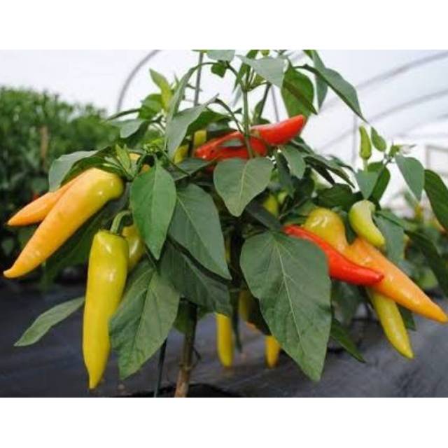 Benih Cabai Rawit Putih Merunduk JAYA – Jaya Seeds | Yuk Nanam