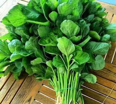 Benih Bayam Unggul Super POPI – Jaya Seeds | Yuk Nanam