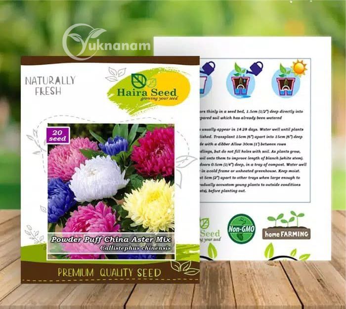 Benih Aster Powder Puff Mix – Haira Seed | Yuk Nanam