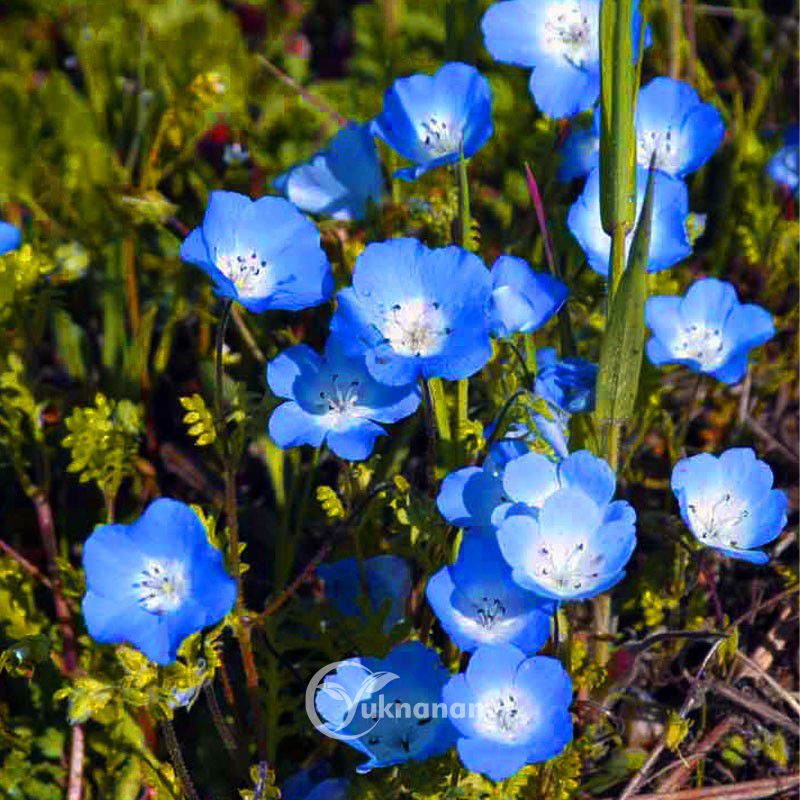 Benih Bunga Baby Blue Eyes – Haira Seed | Yuk Nanam