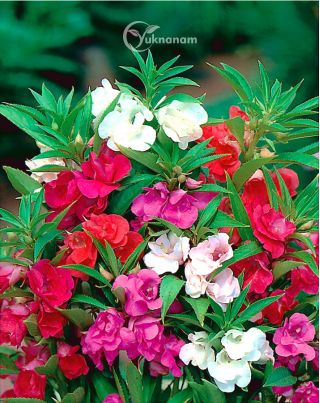 Benih Bunga Balsam Mix – Haira Seed | Yuk Nanam