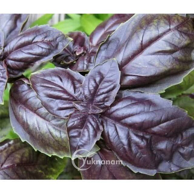 Benih Basil Red Rubin – Haira Seed | Yuk Nanam
