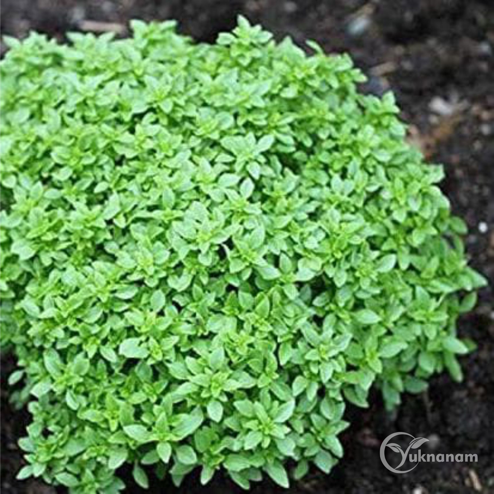 Benih Basil Spicy Globe – Haira Seed | Yuk Nanam