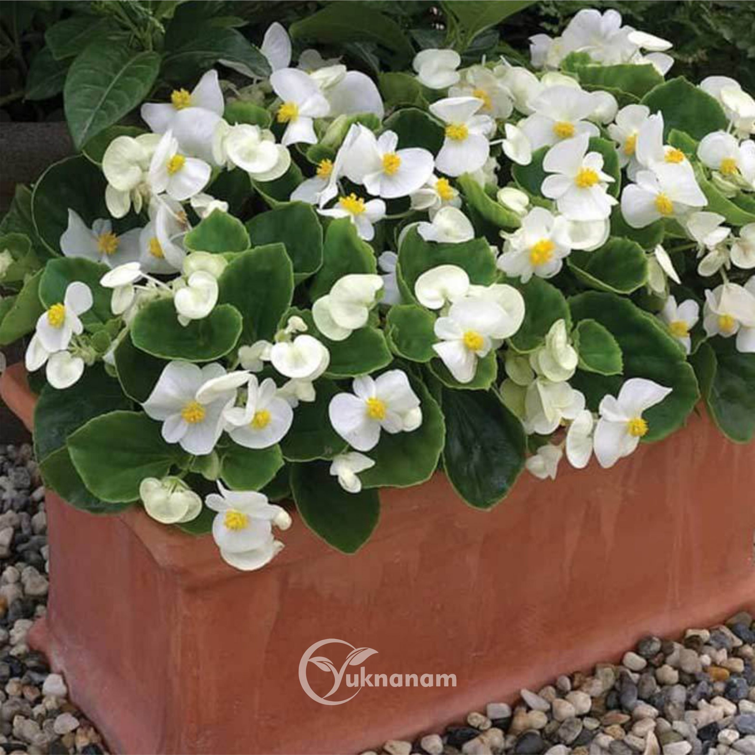 Benih Bunga Begonia Bada Bing – Haira Seed | Yuk Nanam