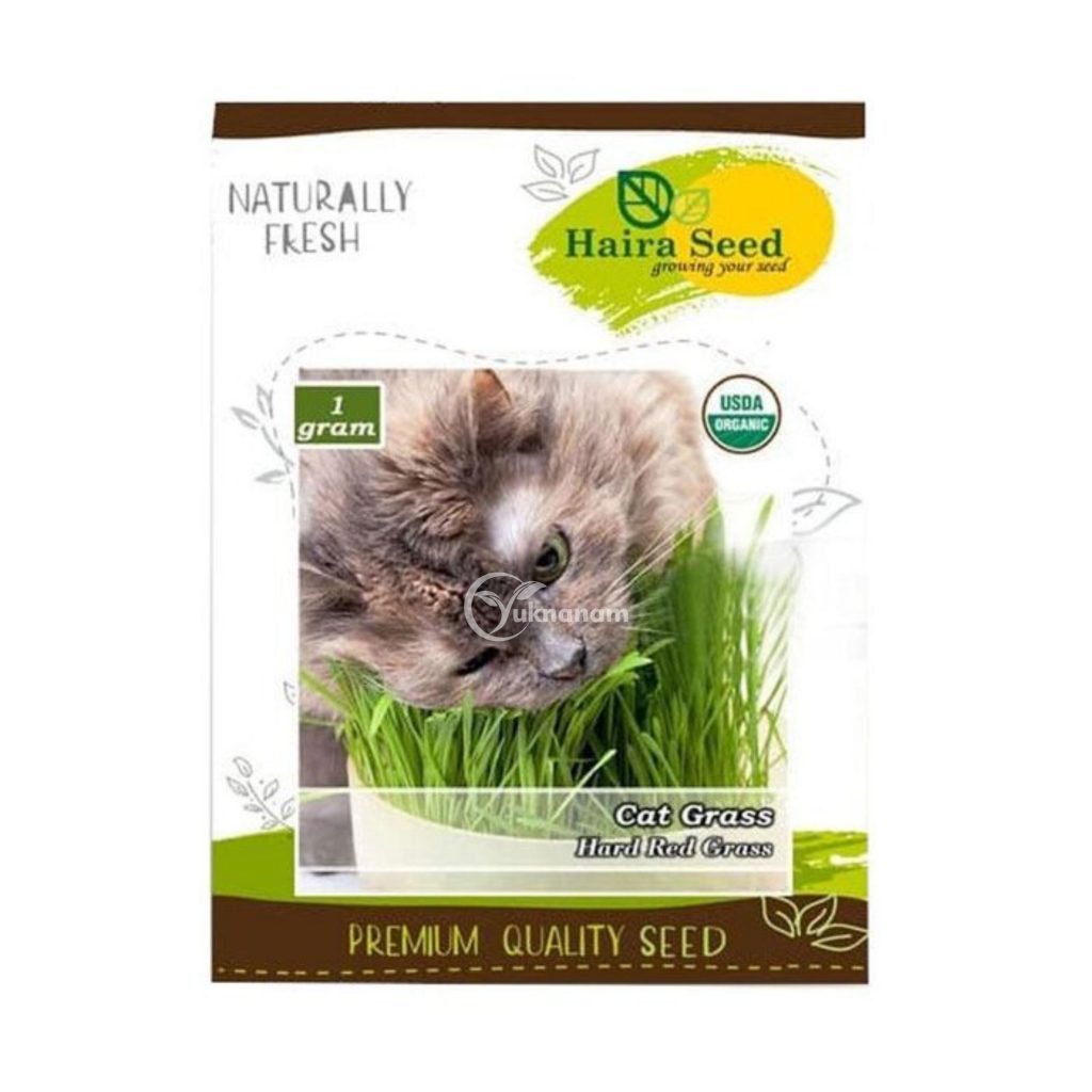 Cat Grass (Organic) – Haira Seed | Yuk Nanam
