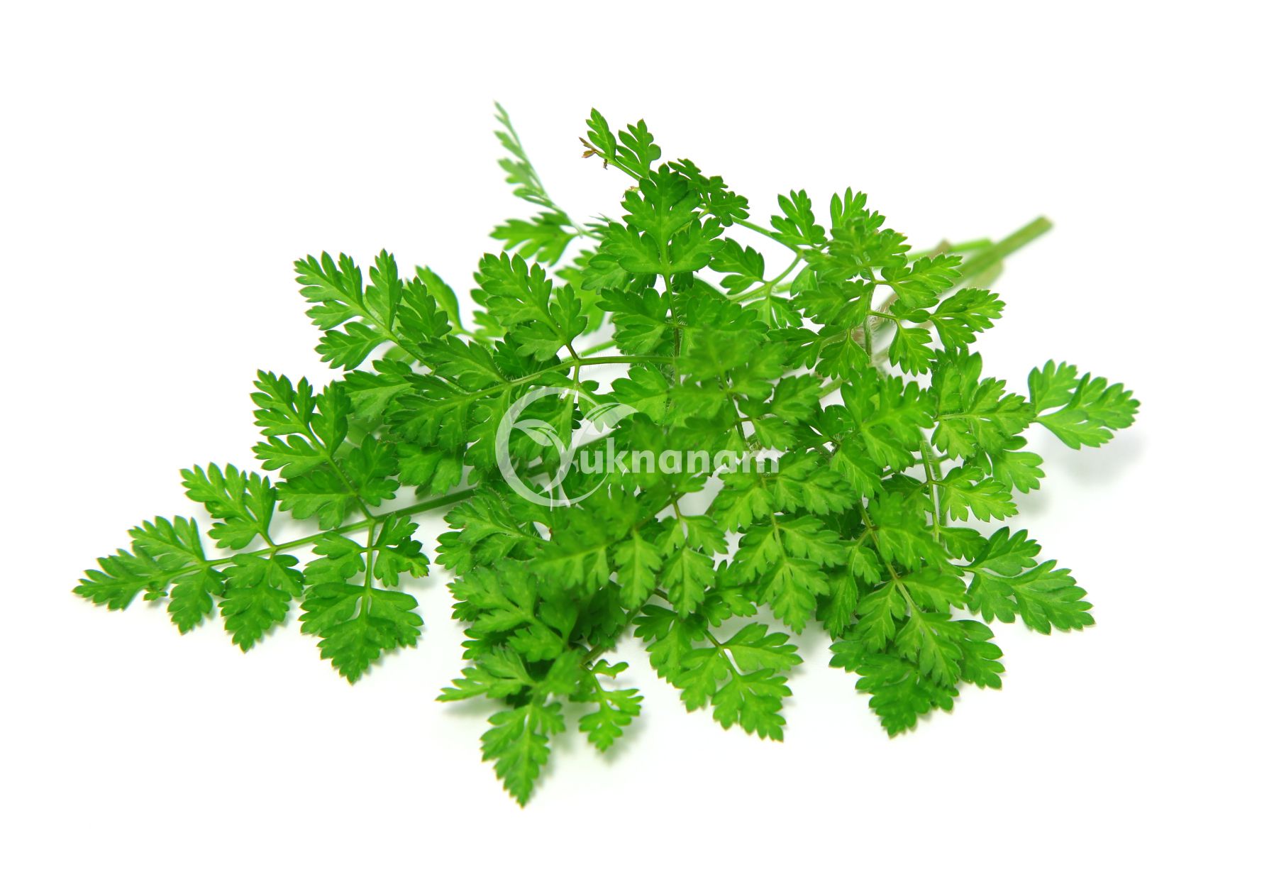 Benih Chervil Curled – Haira Seed | Yuk Nanam