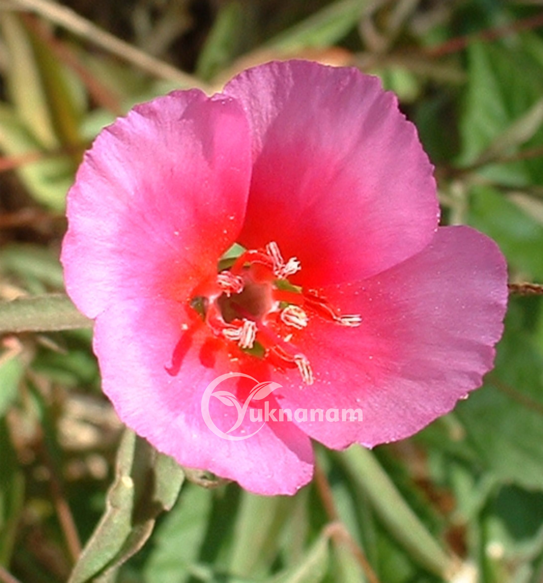 Benih Clarkia Mix – Haira Seed | Yuk Nanam