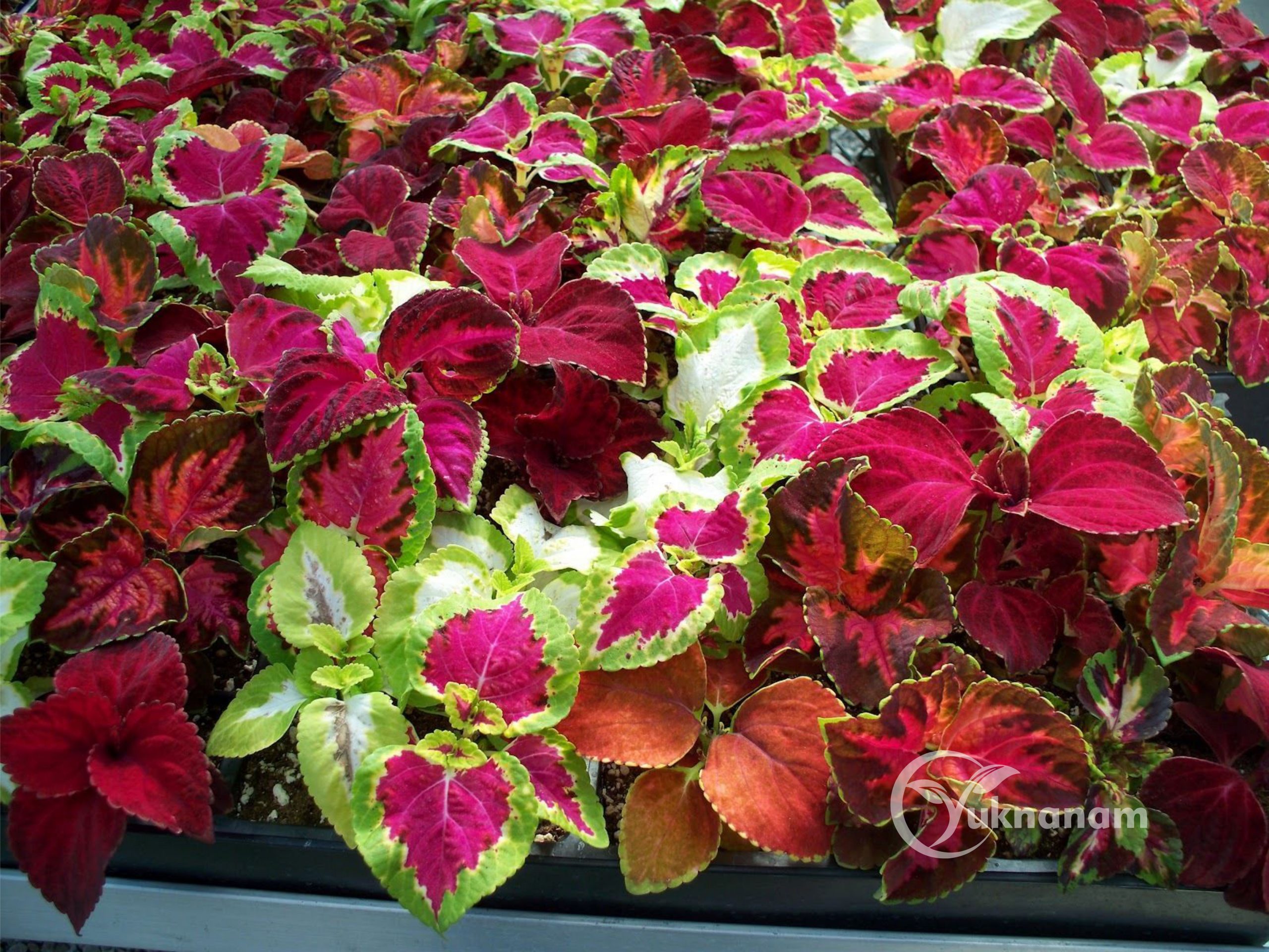 Benih Coleus Rainbow Mix ( Miana ) – Haira Seed | Yuk Nanam