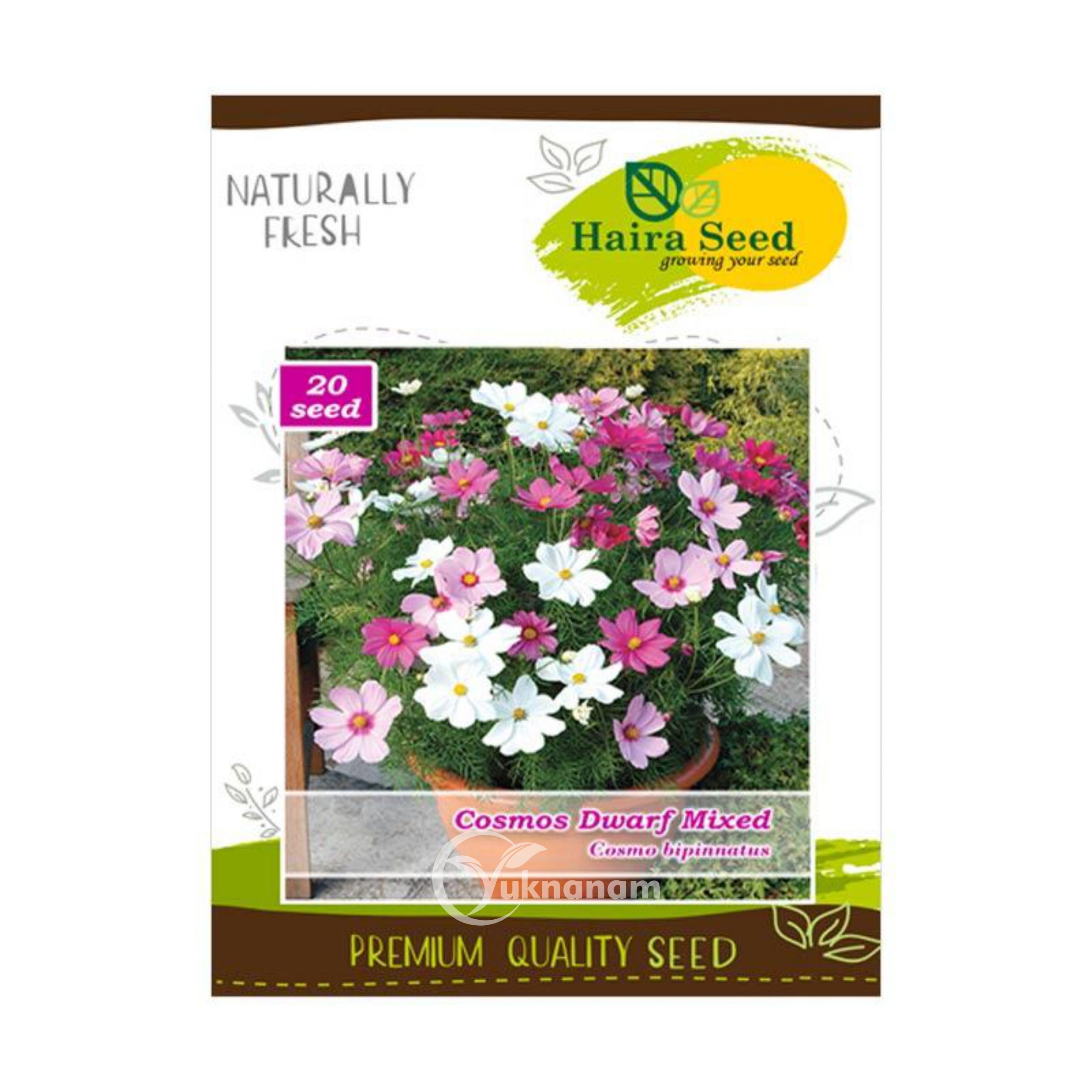 Benih Cosmos Dwarf Mix – Haira Seed | Yuk Nanam