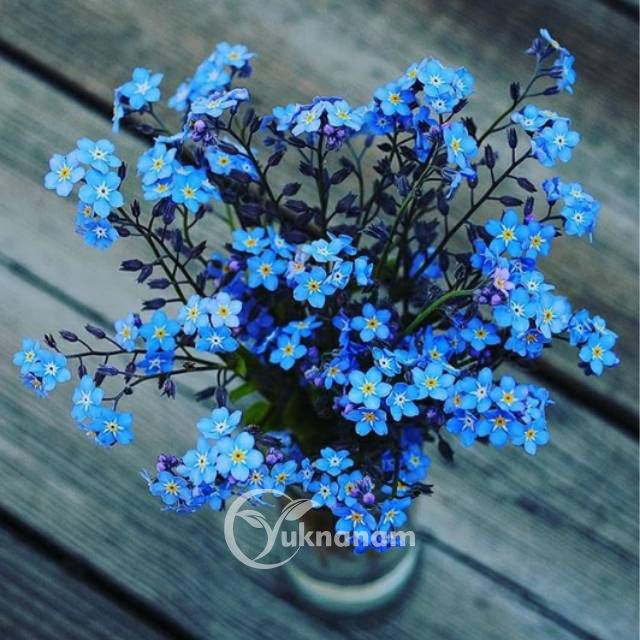 Benih Forget Me Not – Haira Seed | Yuk Nanam