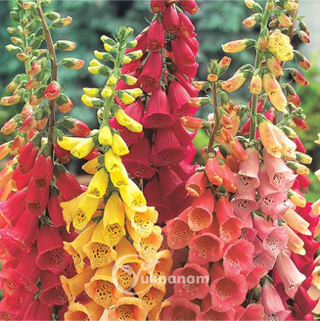 Benih Foxglove Mix – Haira Seed | Yuk Nanam