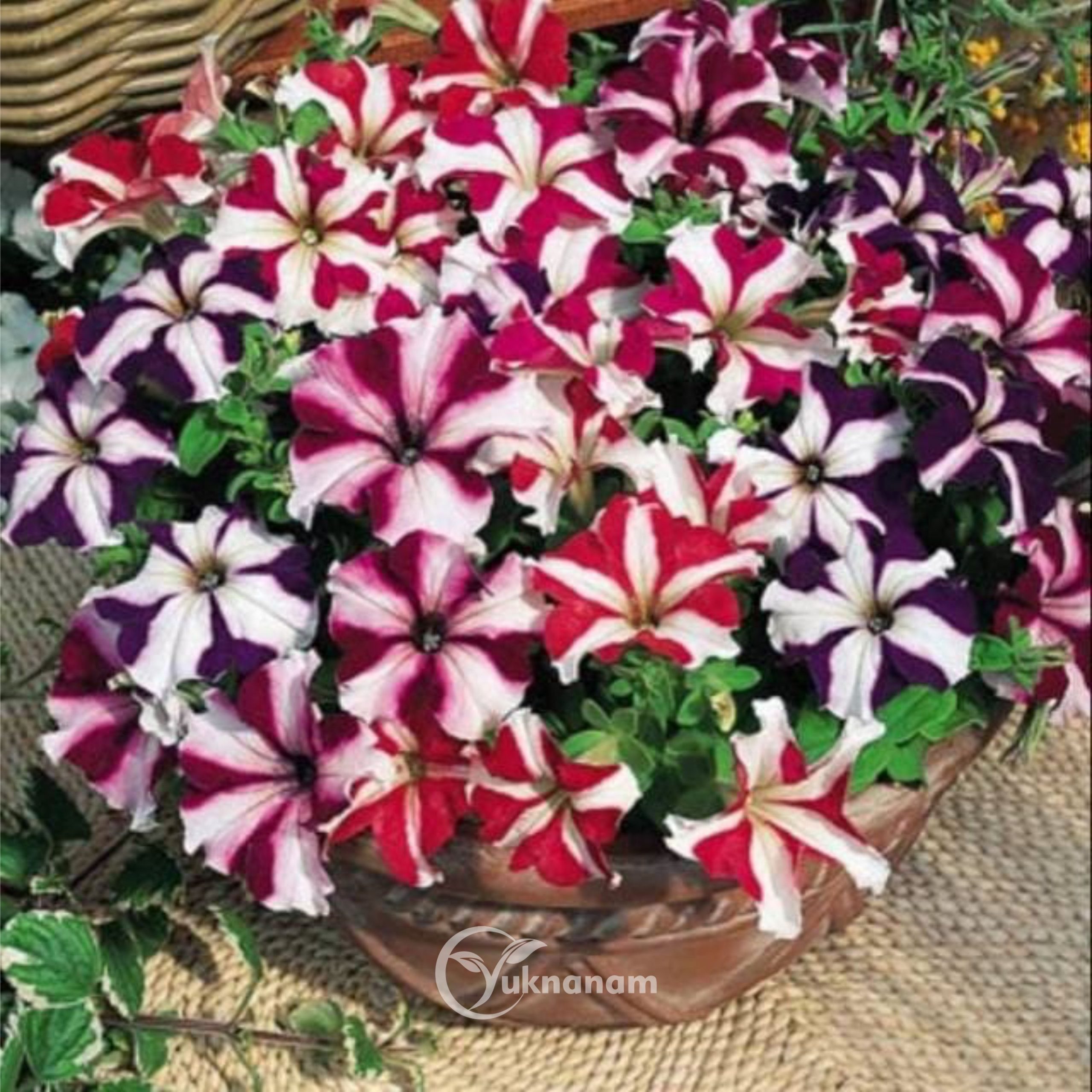 Benih Petunia Ultra Mixed – Haira Seed | Yuk Nanam