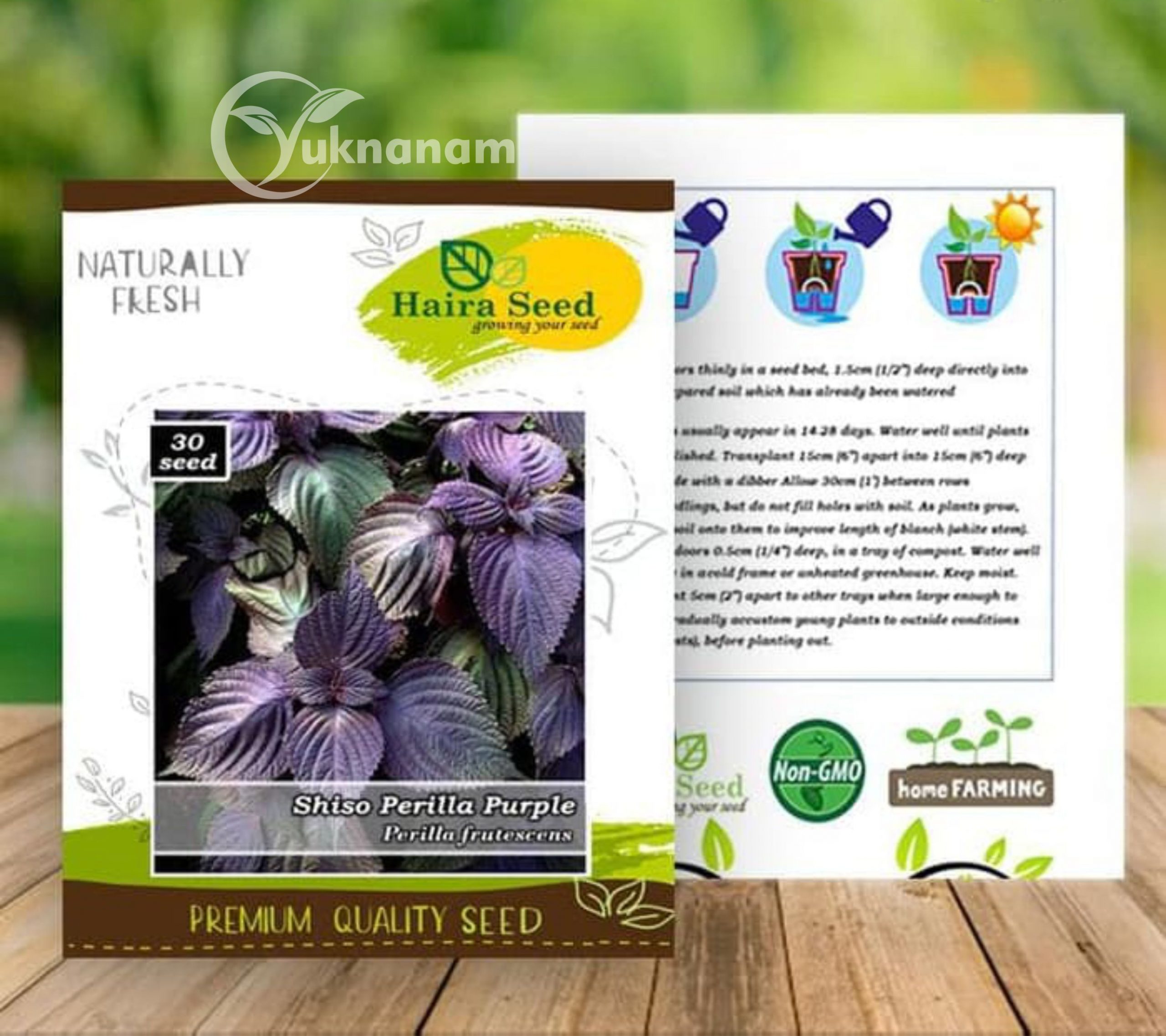 Shiso Perilla Purple – Haira Seeds | Yuk Nanam