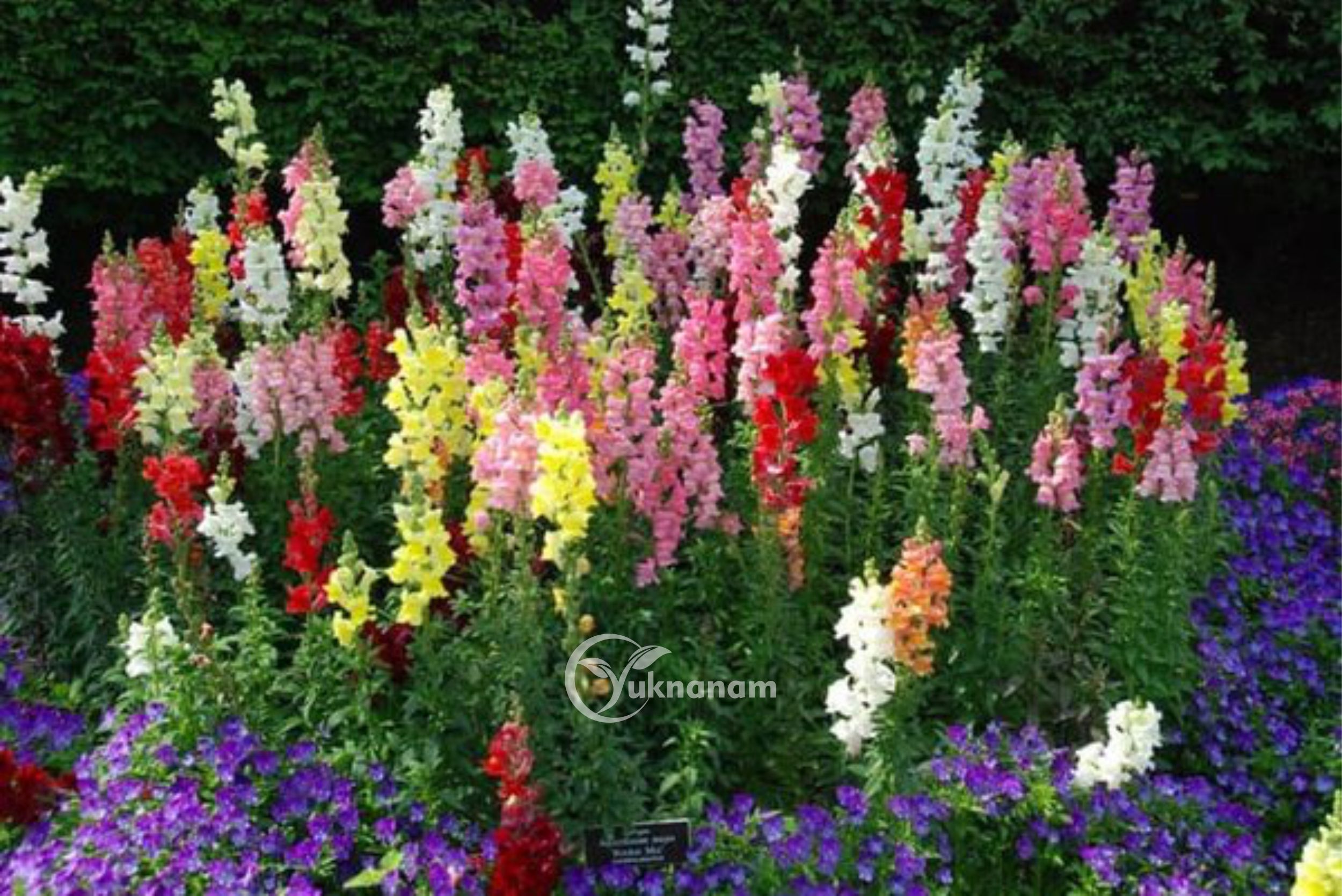 Benih Snapdragon Mix – Haira Seed | Yuk Nanam