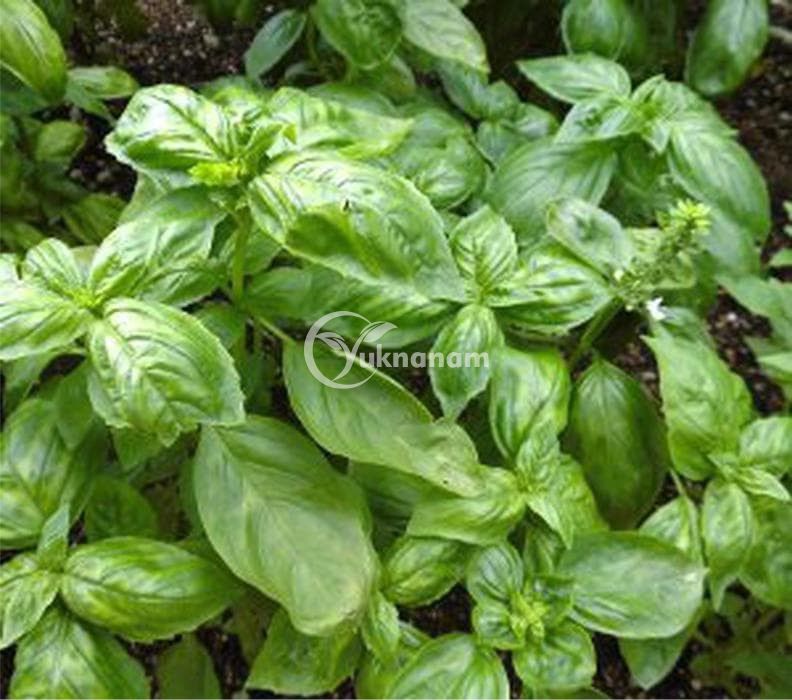Benih Sweet Basil – Haira Seed | Yuk Nanam