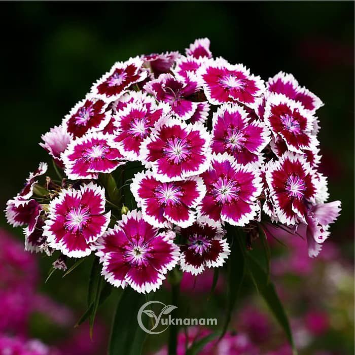 Benih Bunga Sweet William Dianthus / Anyelir – Haira Seed | Yuk Nanam