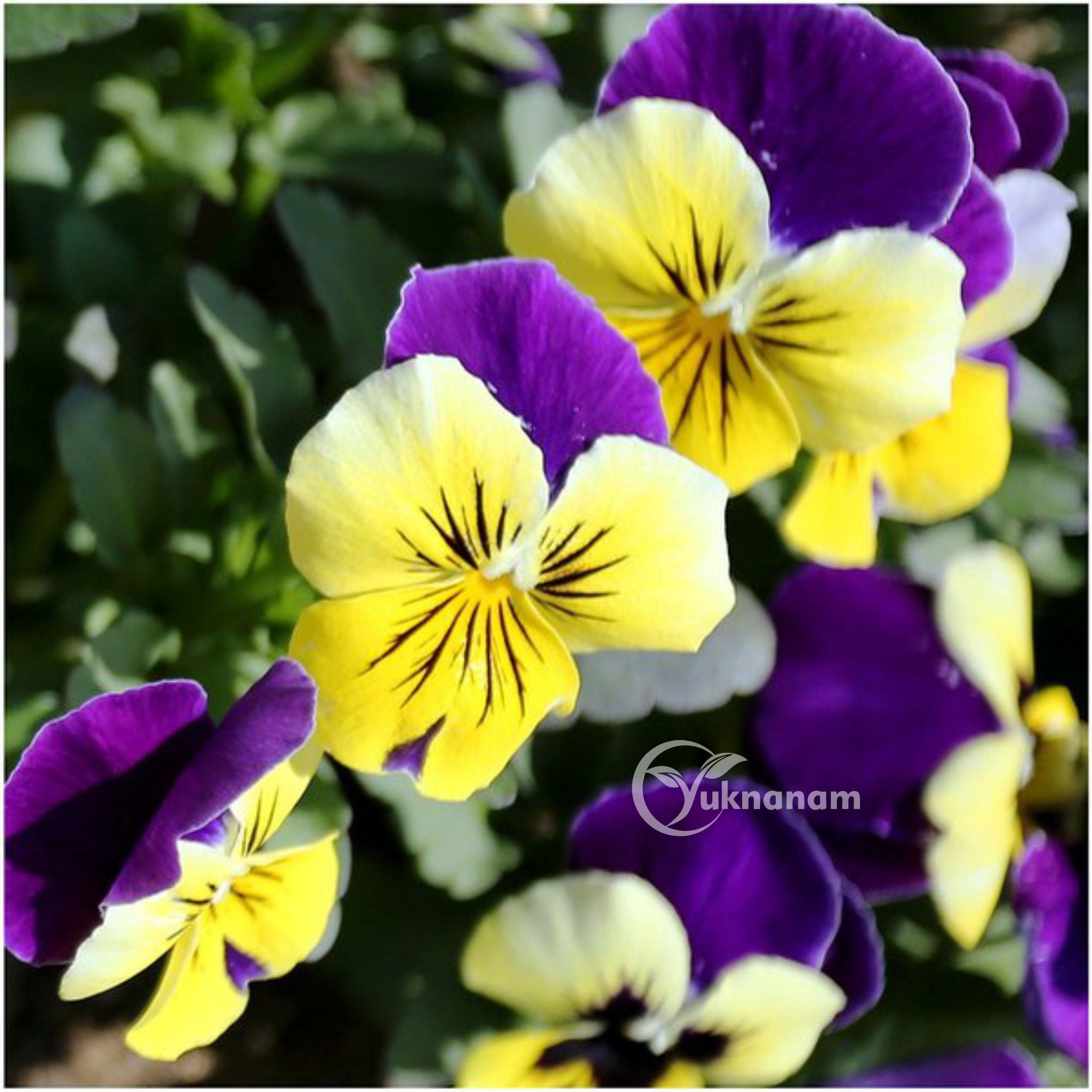 Benih Viola Helen Mount Jhonny Jump – Haira Seed | Yuk Nanam