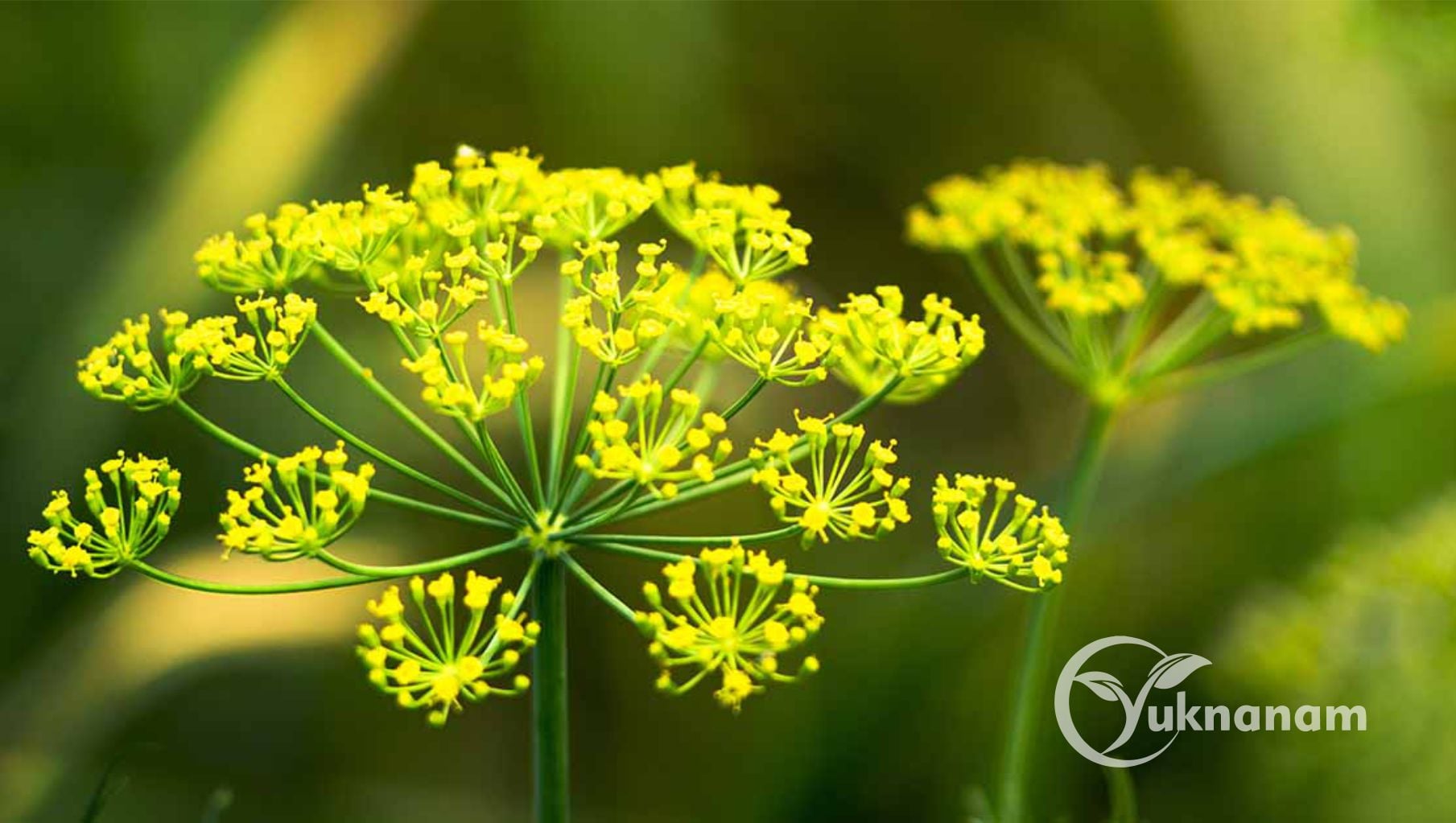 Daun Dill (Dill Bouquet) Apa saja manfaatnya ? | Yuk Nanam