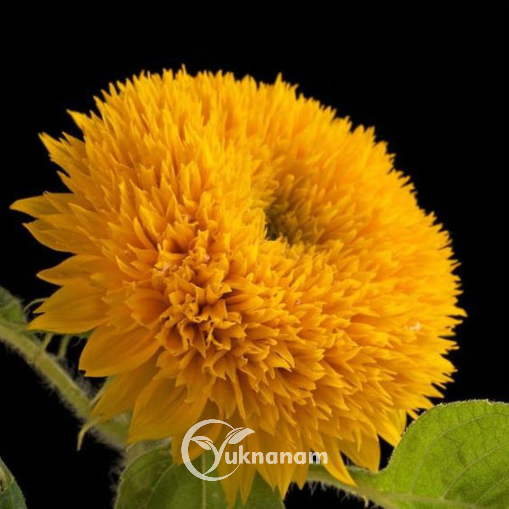 Bunga Matahari Atau Semak ? | Yuk Nanam