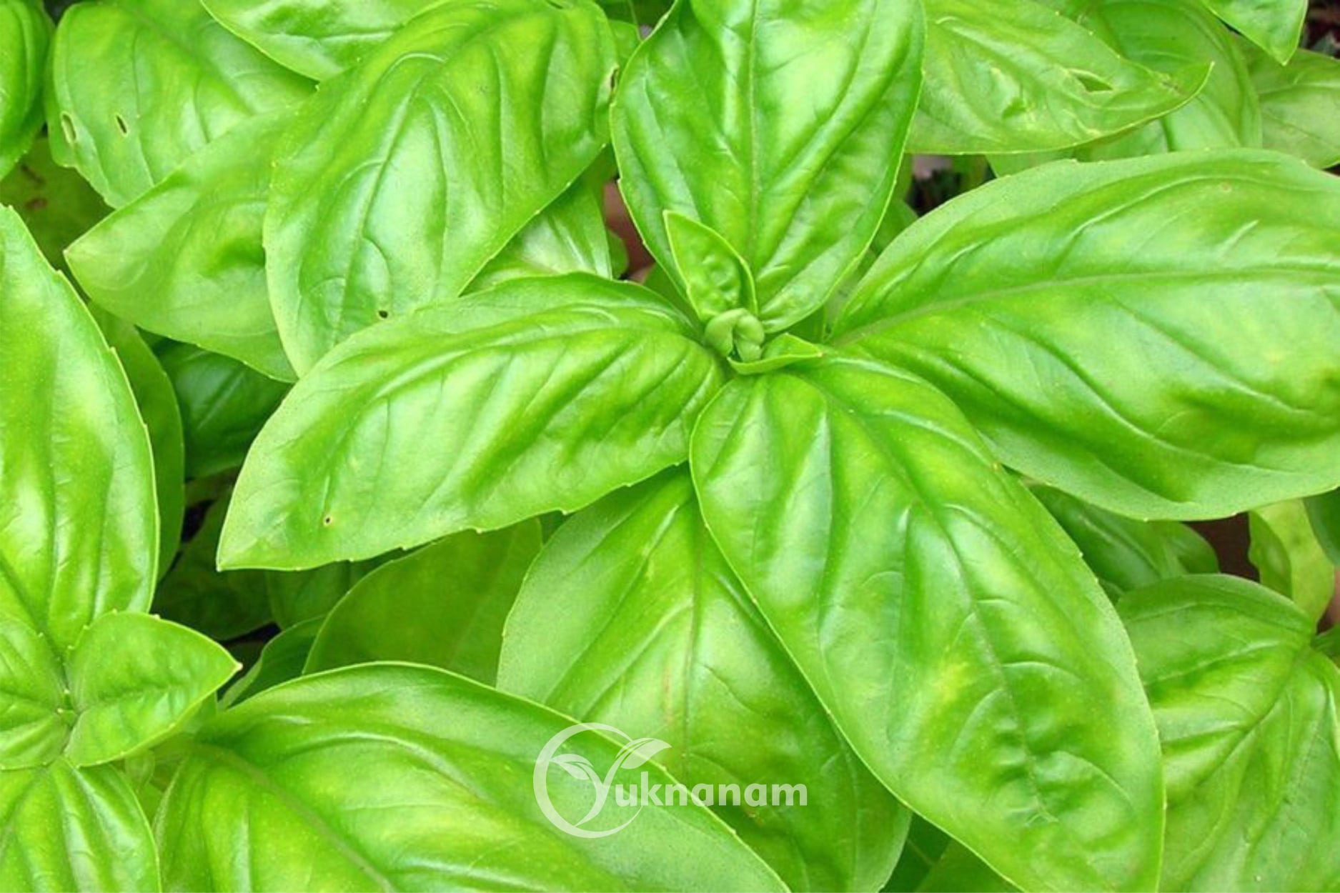 Manfaat Dan Kandungan Nutrisi Basil Bagi Kesehatan | Yuk Nanam