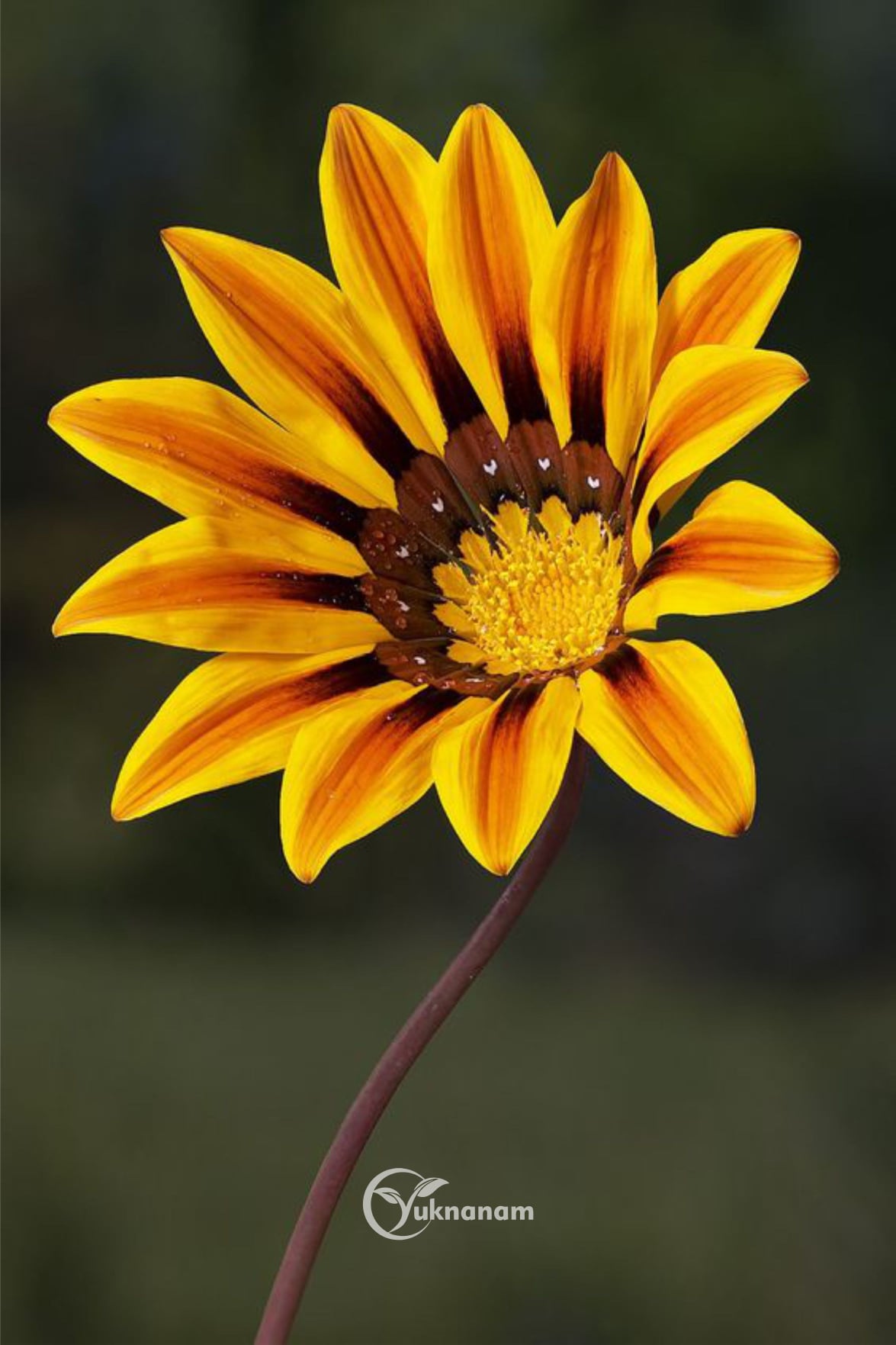 Benih Bunga Gazania Pive – Haira Seed | Yuk Nanam