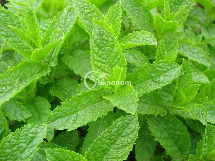 Tanaman Herba yang harus diketahui Manfaatnya | Yuk Nanam