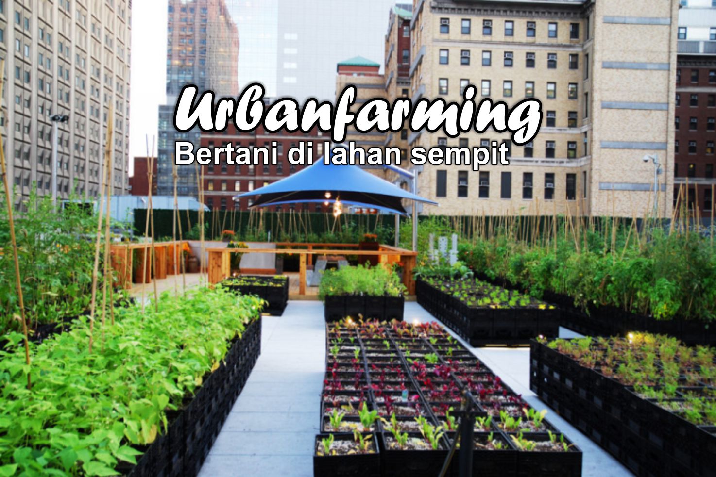 Urban farming ?? Yuk ketahui keuntungannya ! | Yuk Nanam