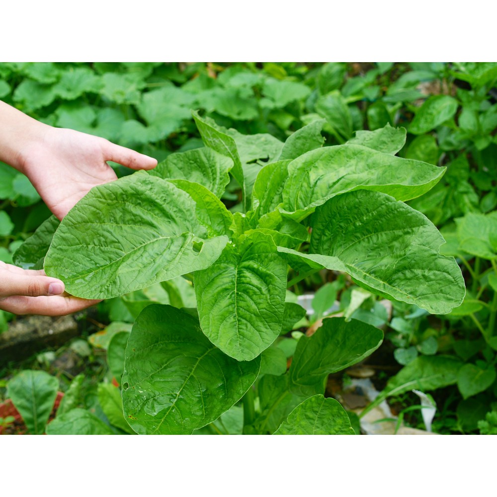 Kamu Perlu Tahu, Ini Dia Manfaat Bayam Yang Sangat Penting Bagi ...
