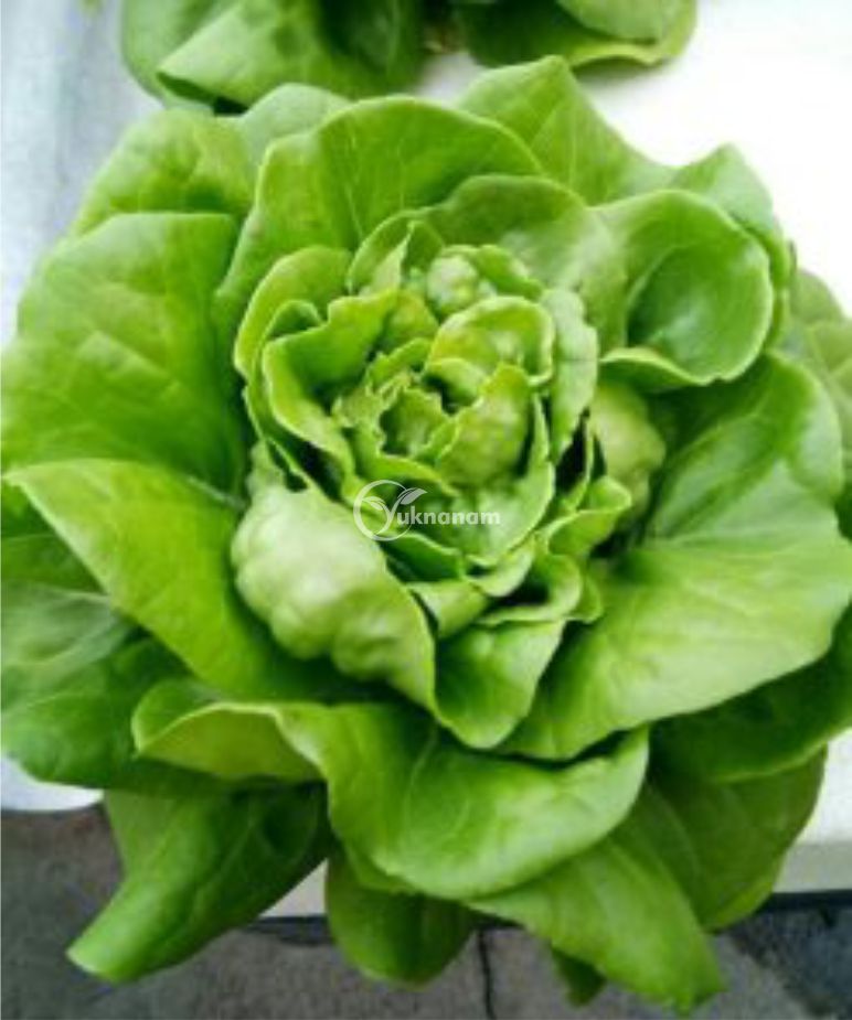 Benih Selada Butterhead / Selada Unggul (Lettuce Butterhead ...