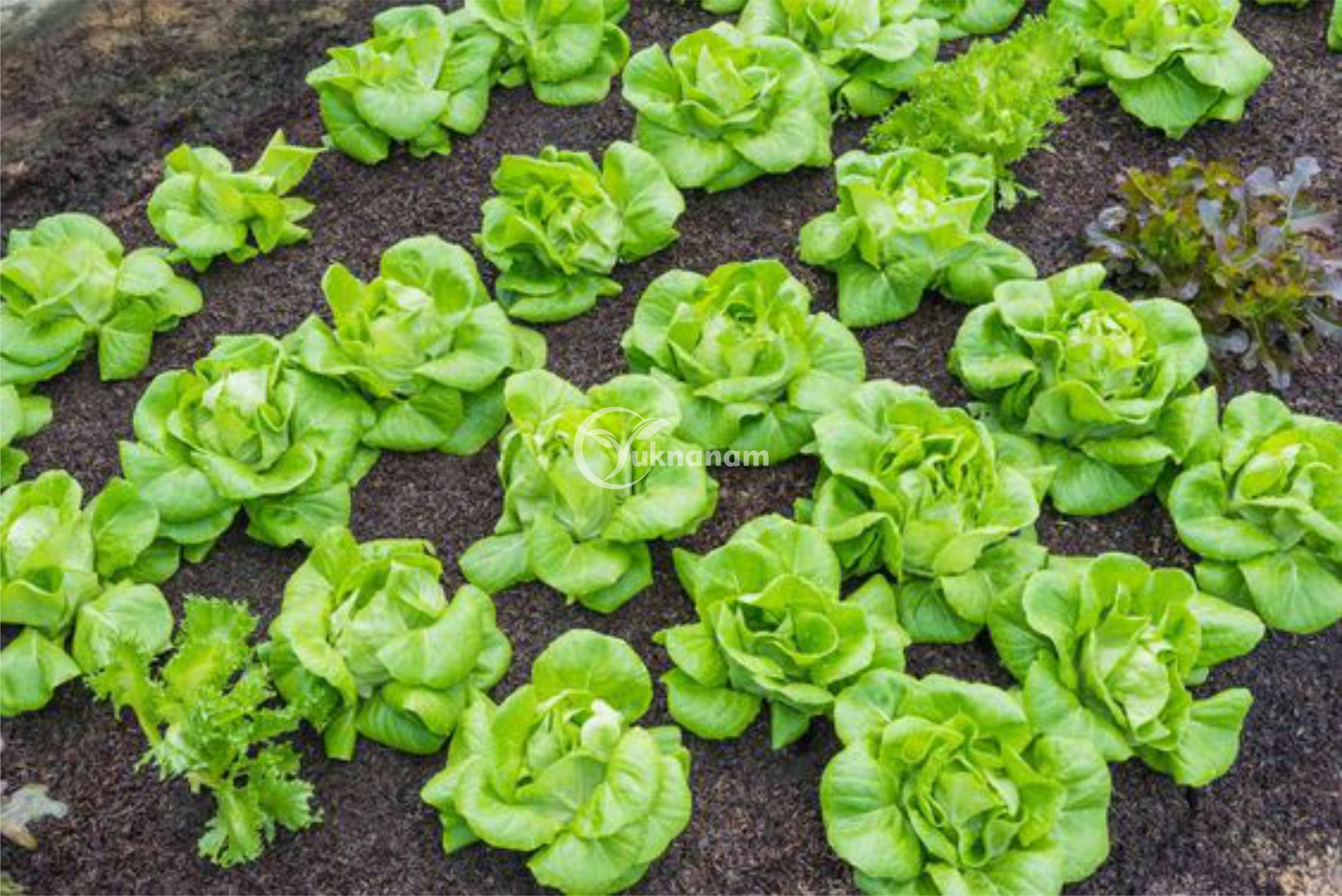 Benih Selada Butterhead / Selada Unggul (Lettuce Butterhead ...