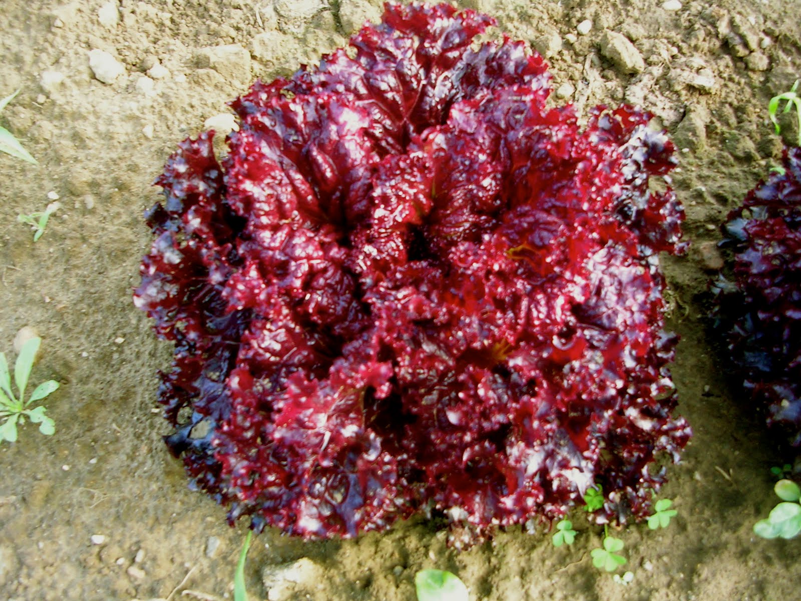 Benih Selada Merah JS MAROONA – Jaya Seeds | Yuk Nanam