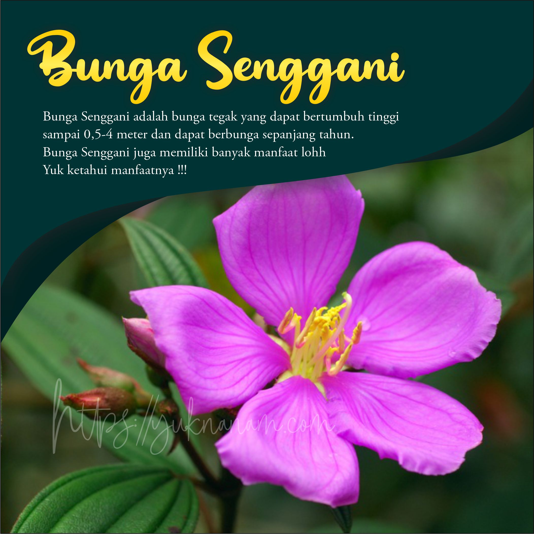 Tanaman Senggani Bantu Redakan Nyeri | Yuk Nanam