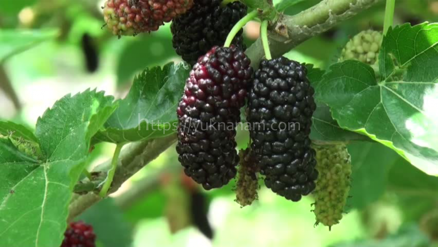 Yuk Cari Tahu Manfaat Mulberry/Murbei Untuk Kesehatan Mata | Yuk Nanam