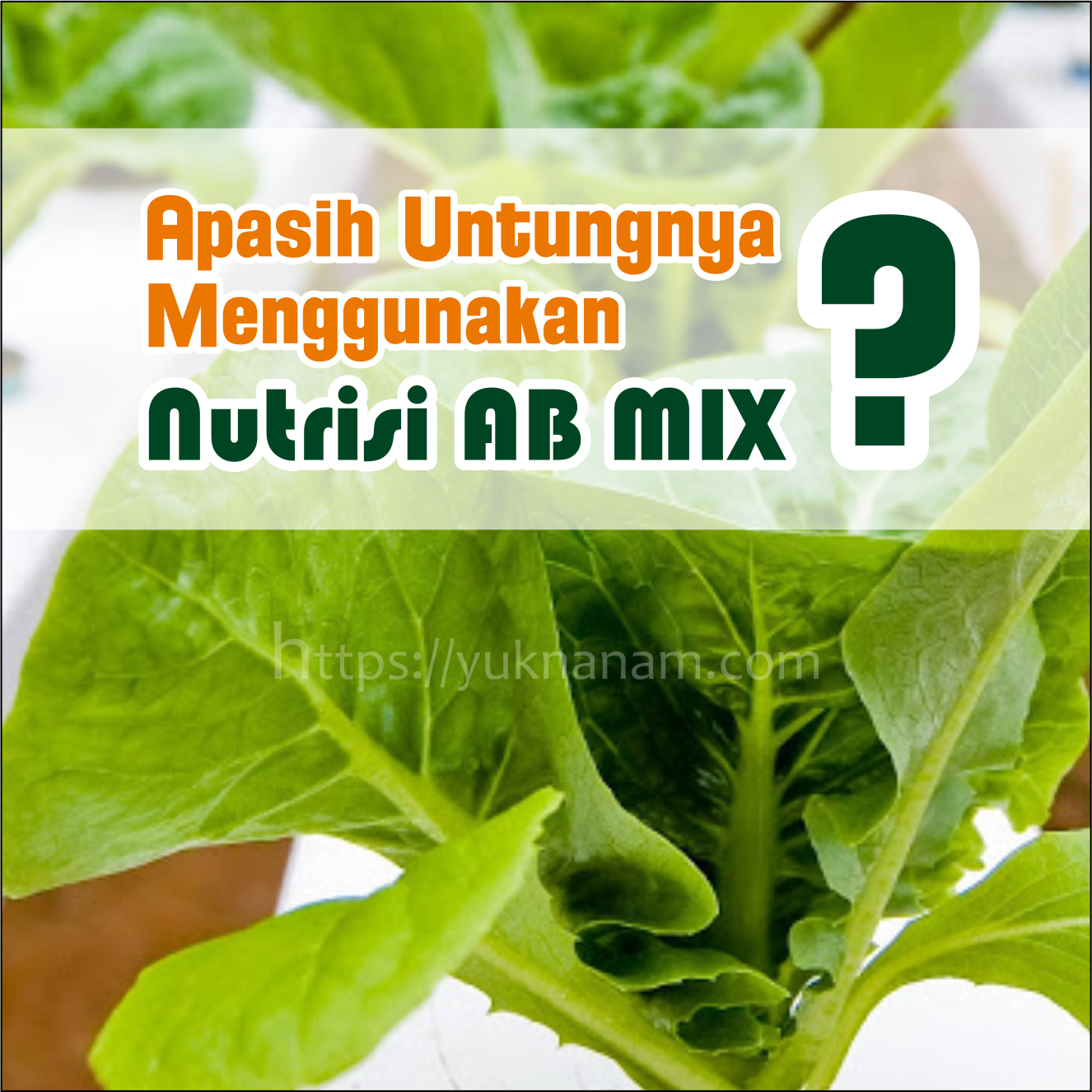 Simak Keuntungan Menggunakan Pupuk AB MIX Bagi Tanaman Anda !!! | Yuk Nanam