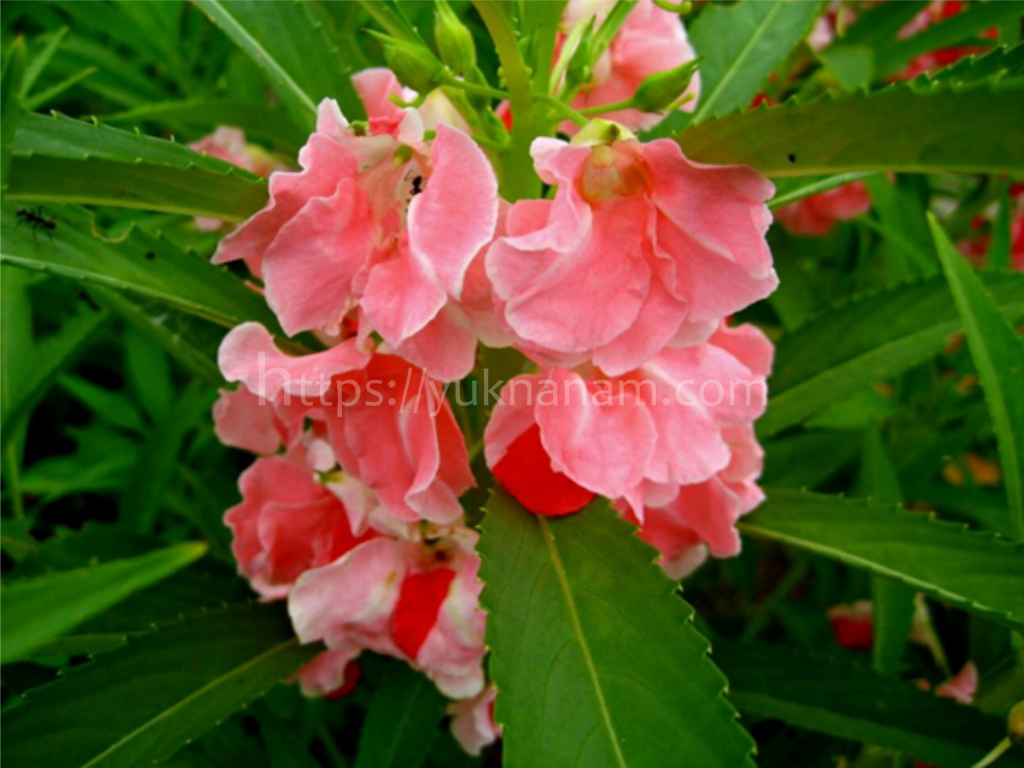 Tips Menanam Bunga Pacar Air Yang Memberi Banyak Keuntungan | Yuk Nanam