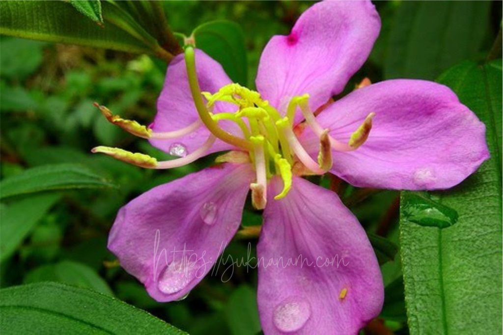 Tanaman Senggani Bantu Redakan Nyeri | Yuk Nanam