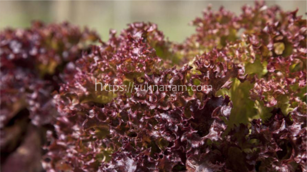 Tahukah kamu Selada Merah Ternyata Memilki Banyak Manfaat Loh… | Yuk Nanam