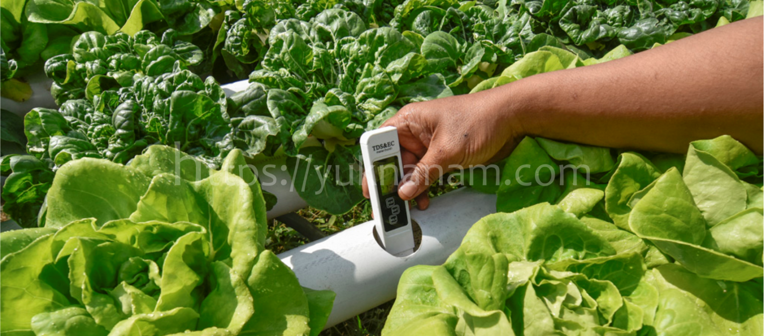 Simak Keuntungan Menggunakan Pupuk AB MIX Bagi Tanaman Anda !!! | Yuk Nanam