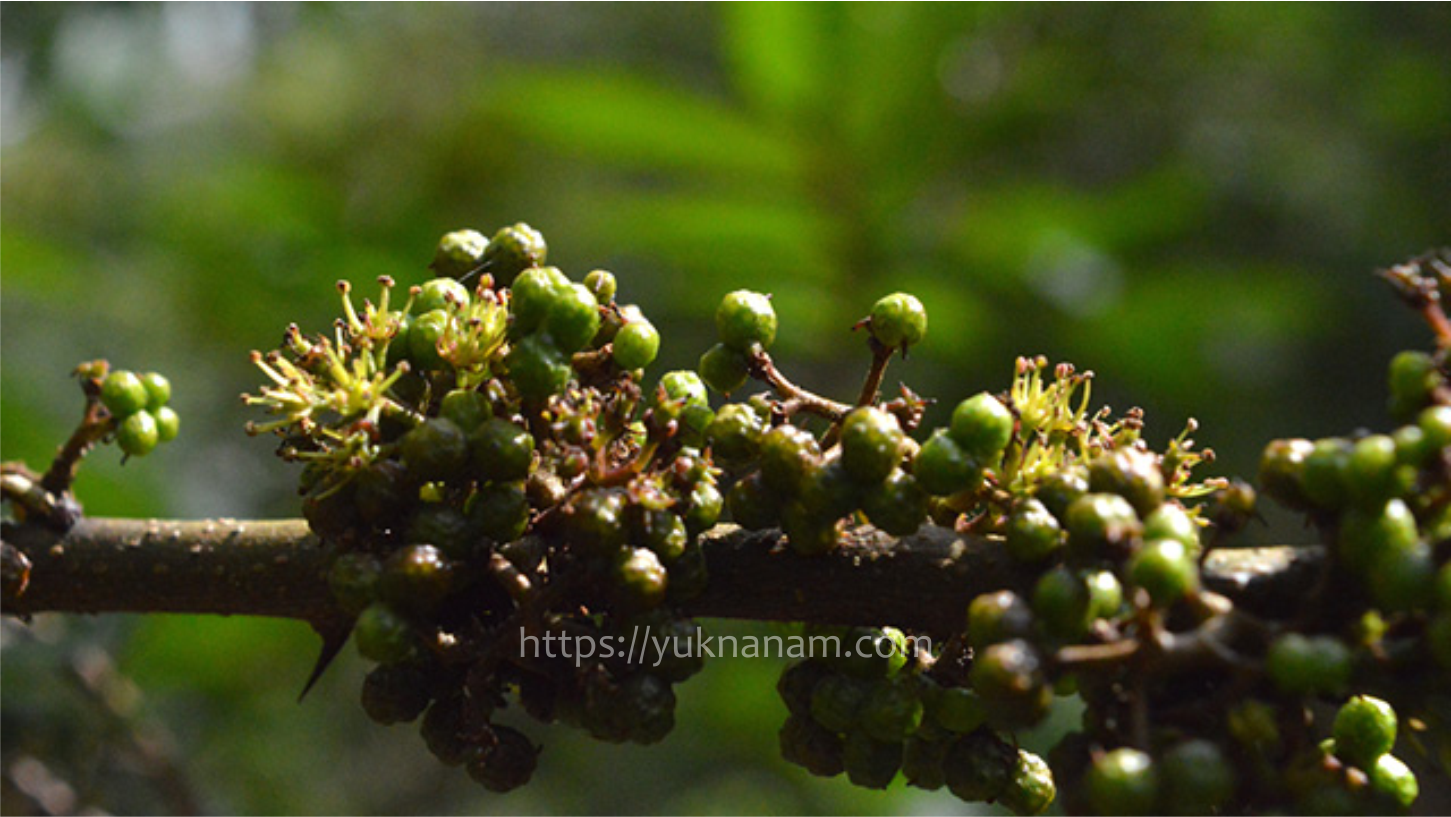 Andaliman, Rempah Yang Dapat Di Jadikan Sebagai Pengawet Sintetik | Yuk ...