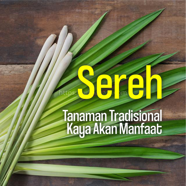 Kamu Harus Tahu Manfaat Tanaman Sereh Yang Satu Ini | Yuk Nanam