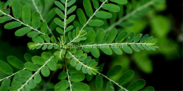 Manfaat Tanaman Meniran Yang Harus Kamu Tahu !!! | Yuk Nanam