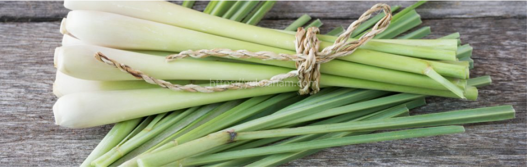 Kamu Harus Tahu Manfaat Tanaman Sereh Yang Satu Ini | Yuk Nanam