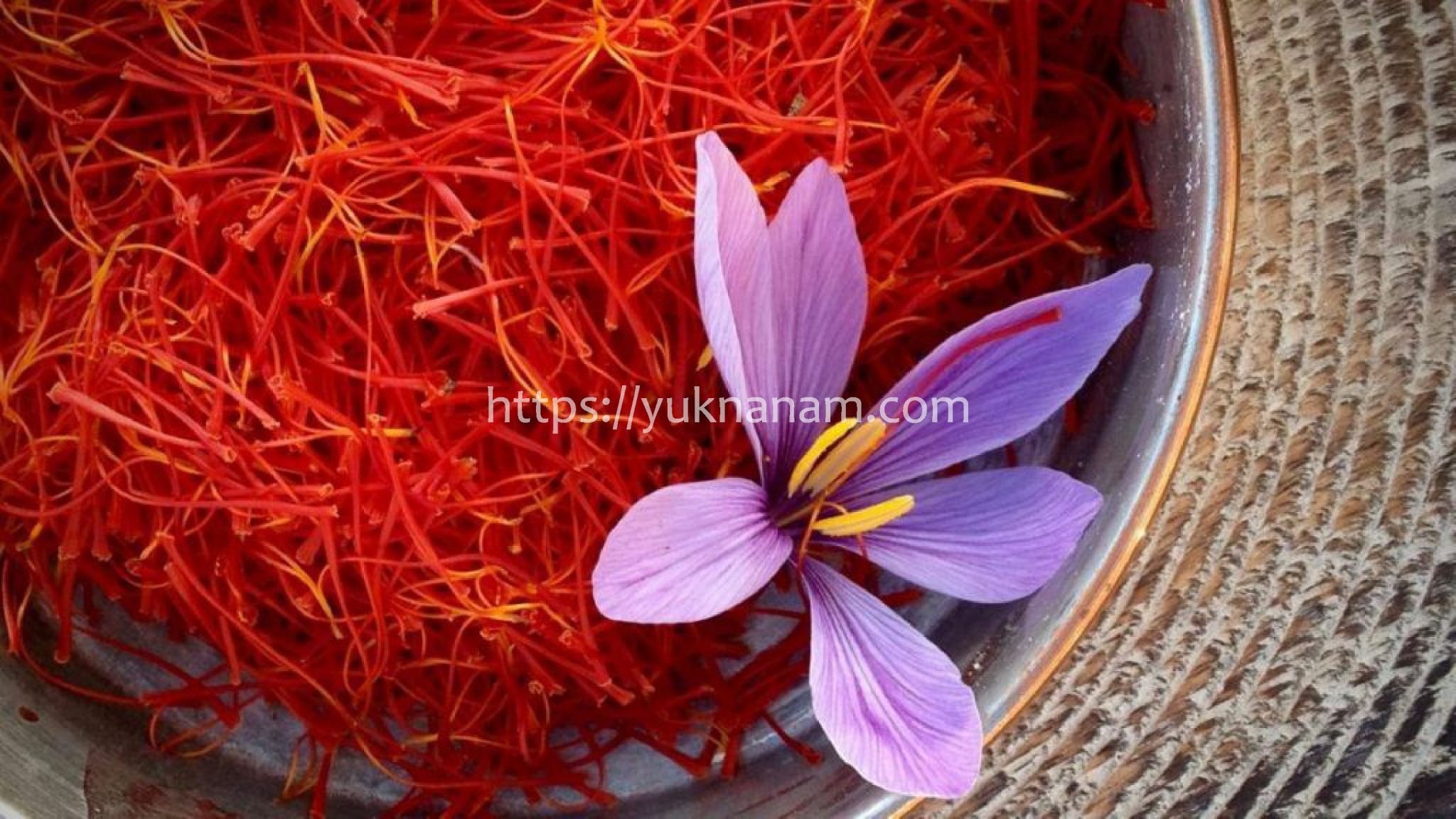 Ketahui Manfaat Terpenting Dari Bunga Saffron Yang Satu Ini | Yuk Nanam