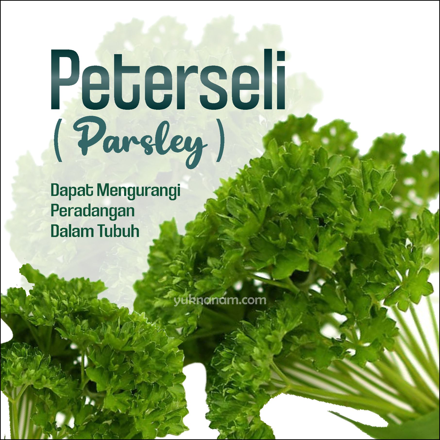 Penting Bagi Kesehatan Anda !!! Manfaat Peterseli Yang Satu Ini…. | Yuk ...
