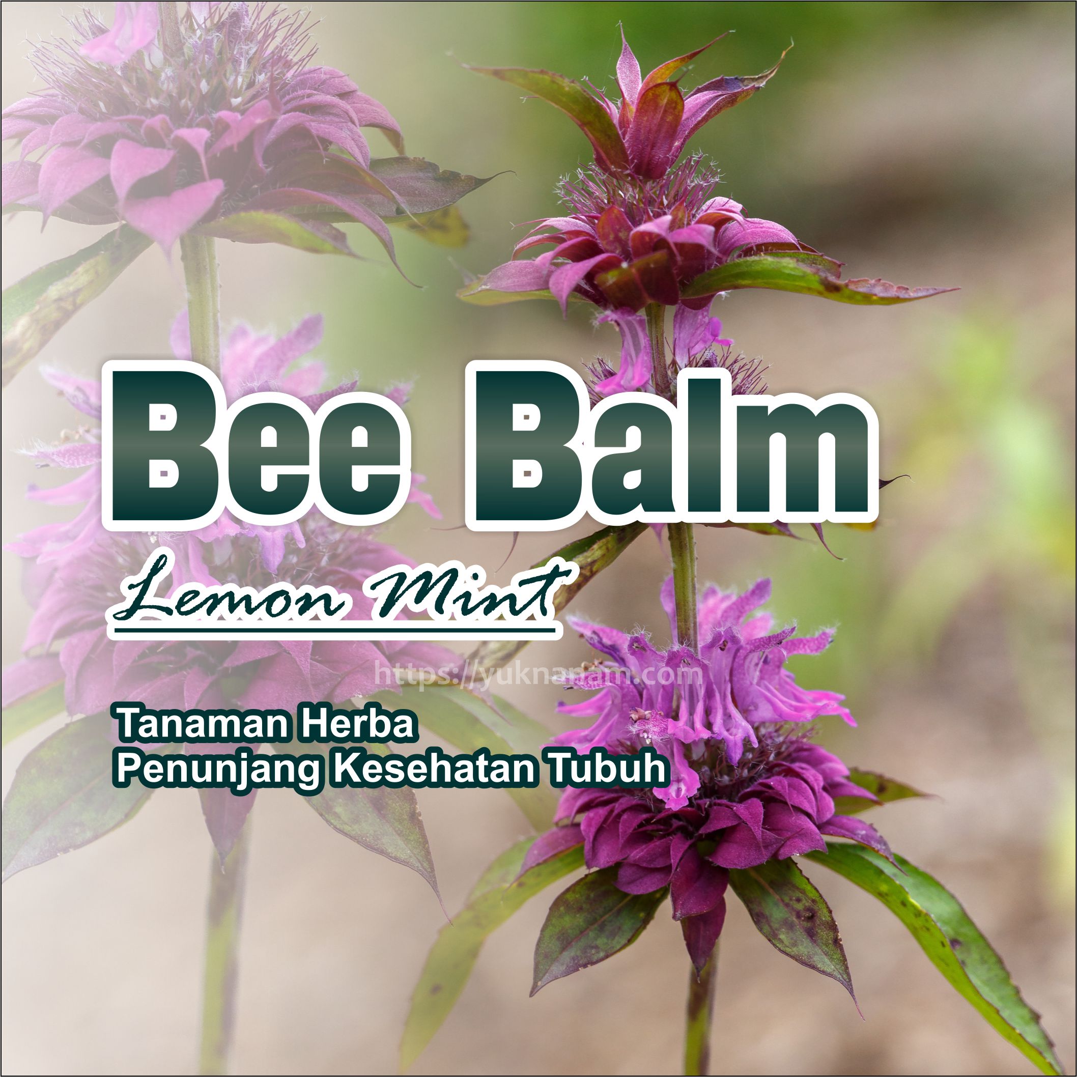 Bee Balm/Monarda/Lemon Mint Bisa Membantu Menunjang Kesehatan Tubuh ...