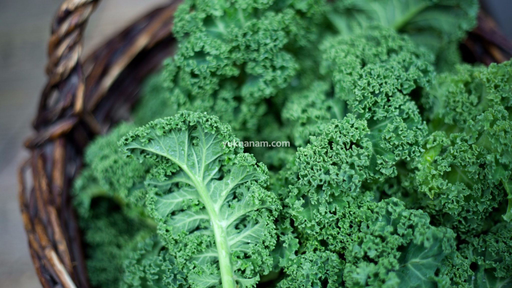 Pentingnya Sayur Kale Bagi Kesehatan Tubuh dan Jantung | Yuk Nanam
