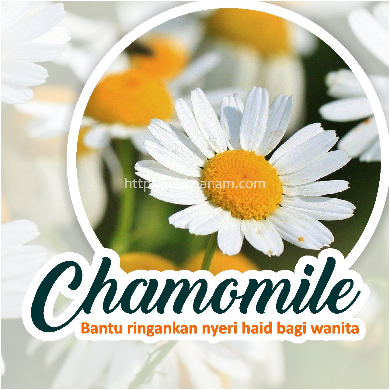 Teh Chamomile Sangat Penting Bagi Wanita Yang Sedang Menstruasi, Ini ...