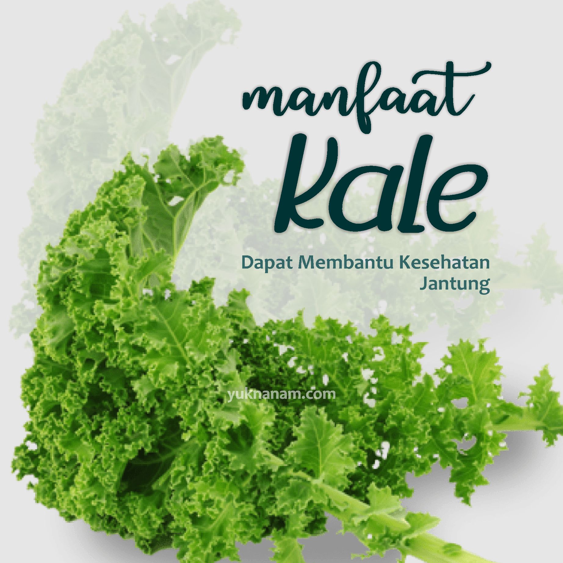 Pentingnya Sayur Kale Bagi Kesehatan Tubuh dan Jantung | Yuk Nanam