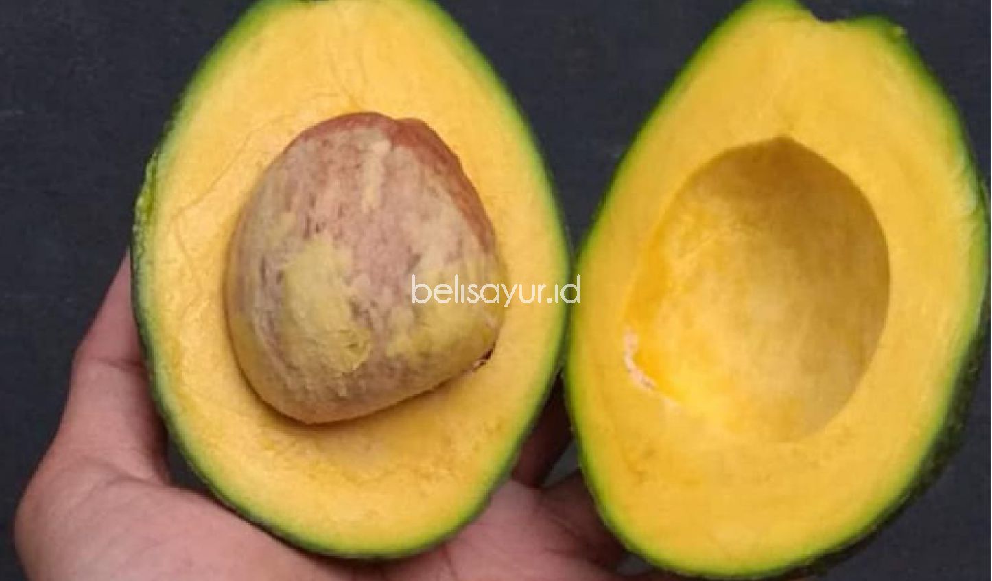 Cari Tahu Yuk !! Apasaja Jenis Alpukat Yang Ada Di Indonesia ! | Yuk Nanam