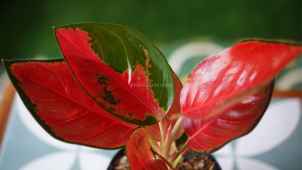 Tips Merawat dan Memperbanyak Bunga Aglaonema | Cara Menanam Aglaonema ...